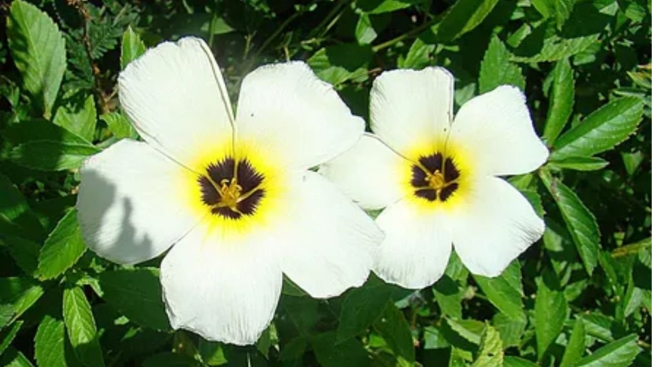 Conheça a Chanana, a Flor Que Une Simplicidade e Sustentabilidade ...