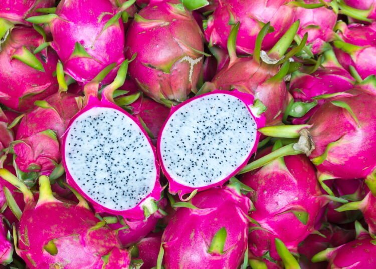 Aprenda a plantar Pitaya em casa do jeito certo com as melhores dicas ...
