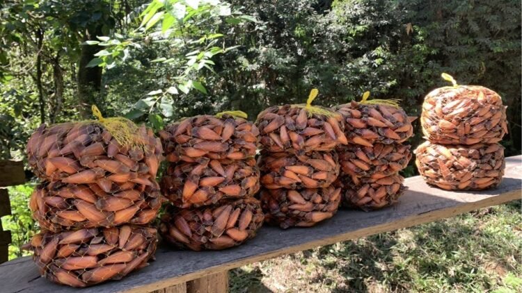 Os nutrientes poderosos do pinhão e como ele faz bem ao corpo - Estado ...