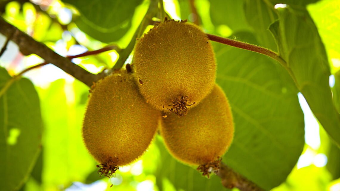 Saiba como escolher mudas de kiwi perfeitas para plantar em casa