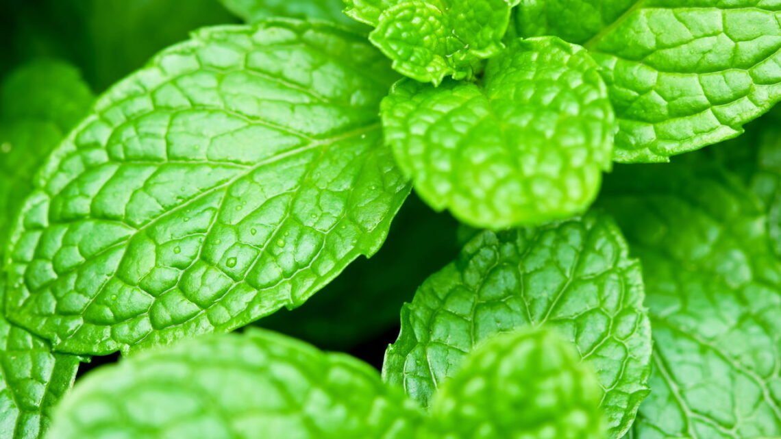 Essa receita com hortelã pode ser o segredo para mais saúde e energia ...