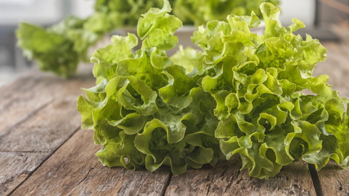 O passo a passo para ter alface fresca, crocante e cheia de nutrientes ...