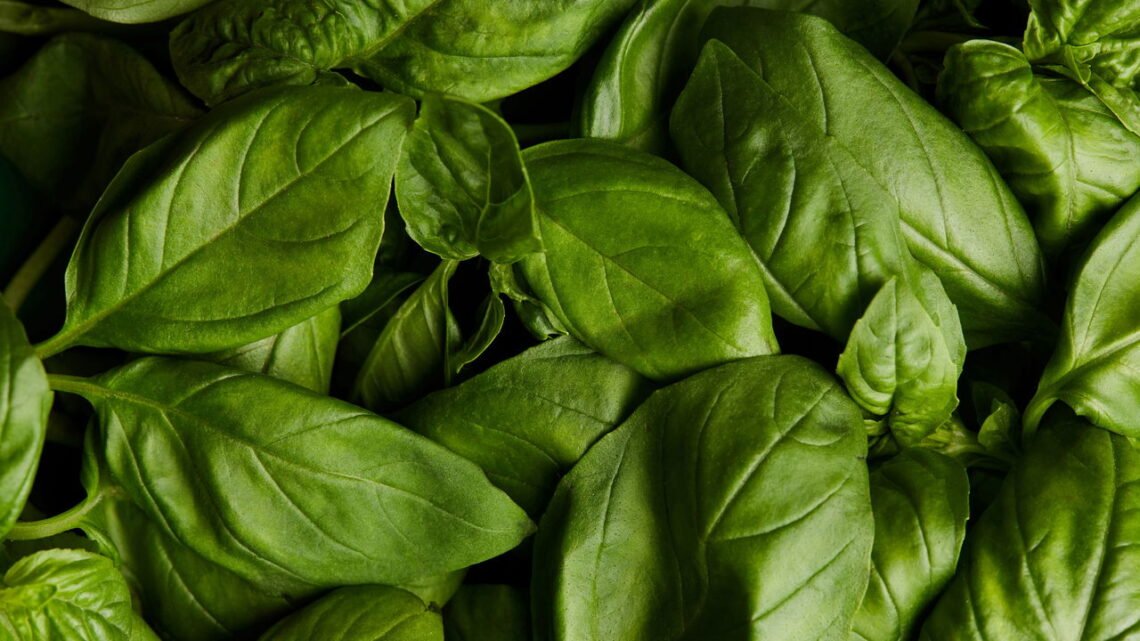 Aprenda a cultivar manjericão em casa e tenha sempre folhas frescas ...