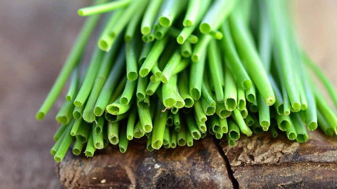 Cebolinha fresca o ano todo! Conheça o passo a passo para cultivar em ...