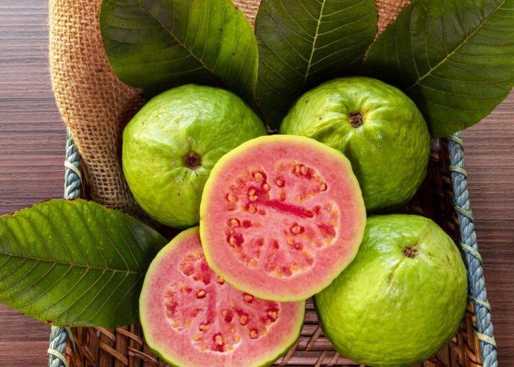 Passo a passo para plantar goiaba a partir de sementes ou mudas