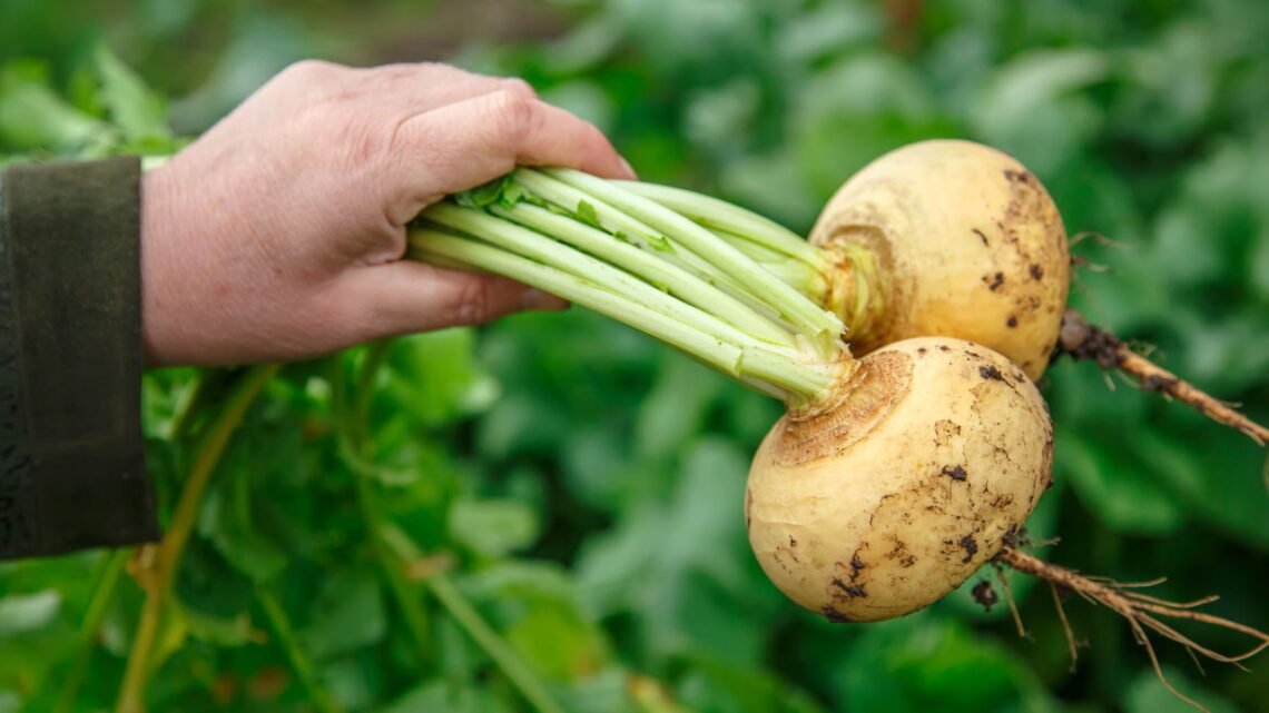 Guia simples para plantar nabo e colher raízes crocantes em casa