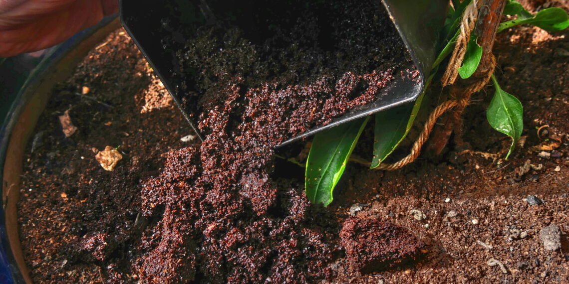 Aprenda a usar borra de café na horta para fortalecer suas plantas