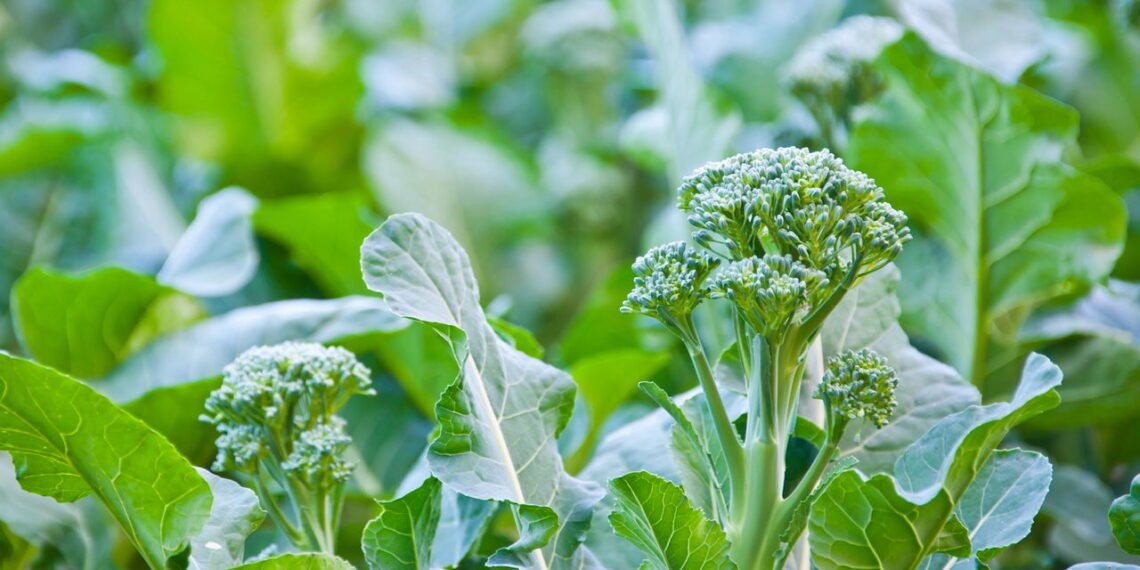 Veja como plantar brócolis e evitar os erros que a maioria comete
