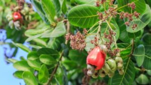 Veja como plantar caju sem erro e colher castanhas e frutas saborosas