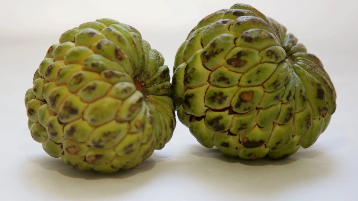 Passo a passo para plantar fruta-do-conde em vasos grandes