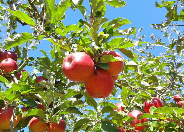 Isso que acontece com seu corpo se ficar 15 dias sem açúcar, revela ...