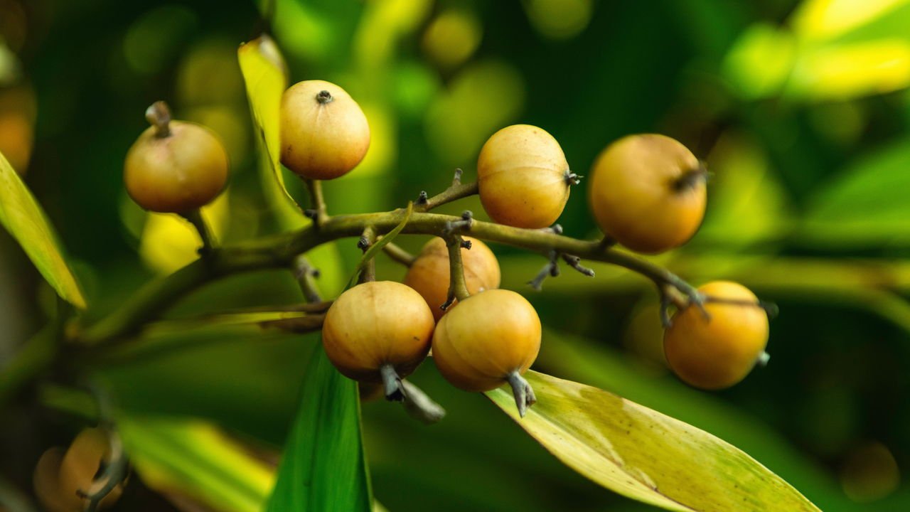 Tudo que você precisa saber para plantar noz-moscada em casa