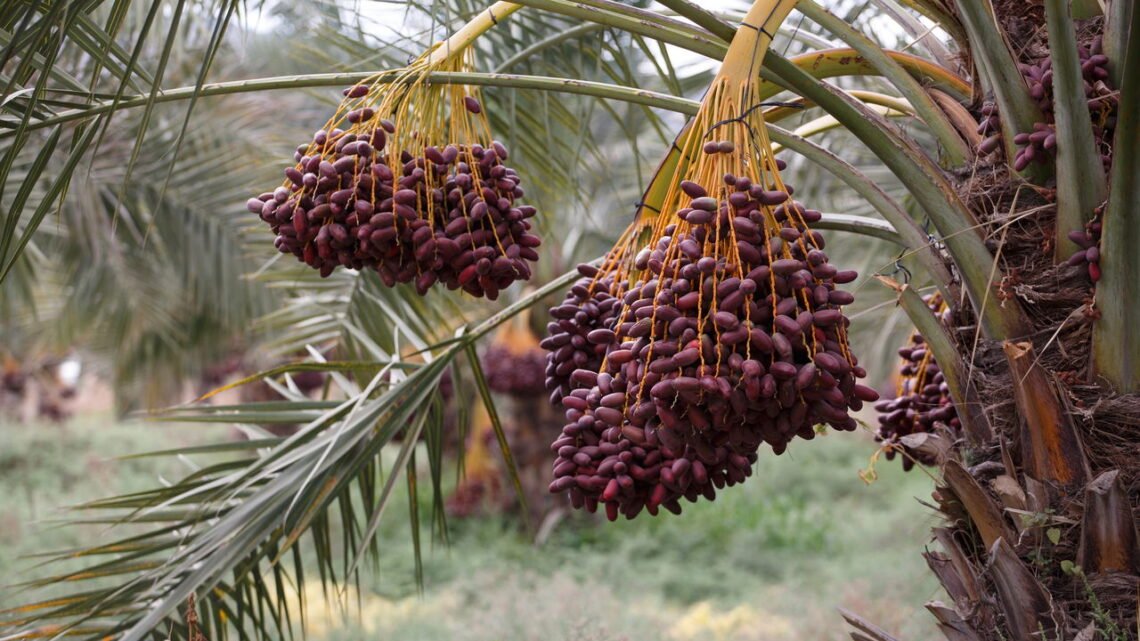 Saiba tudo para começar a plantar tâmaras em casa