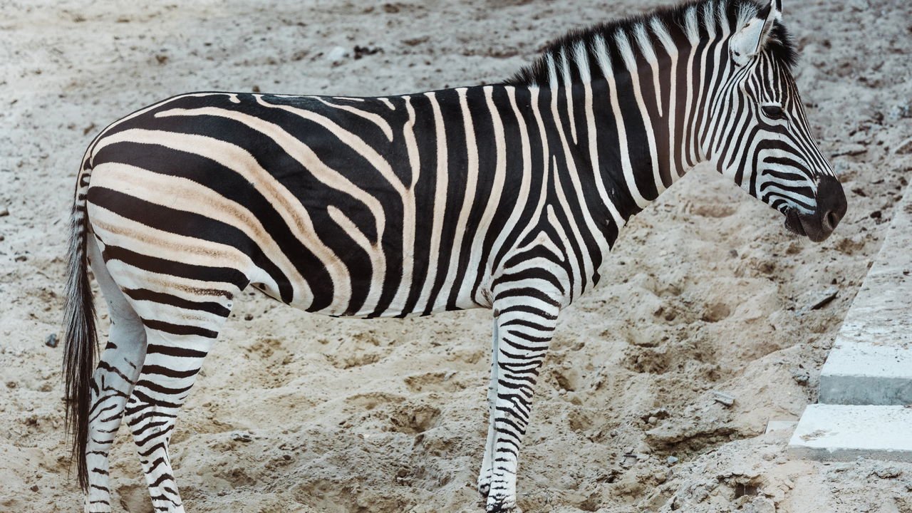 Você sabia que a aparência das zebras guarda o segredo de sua ...