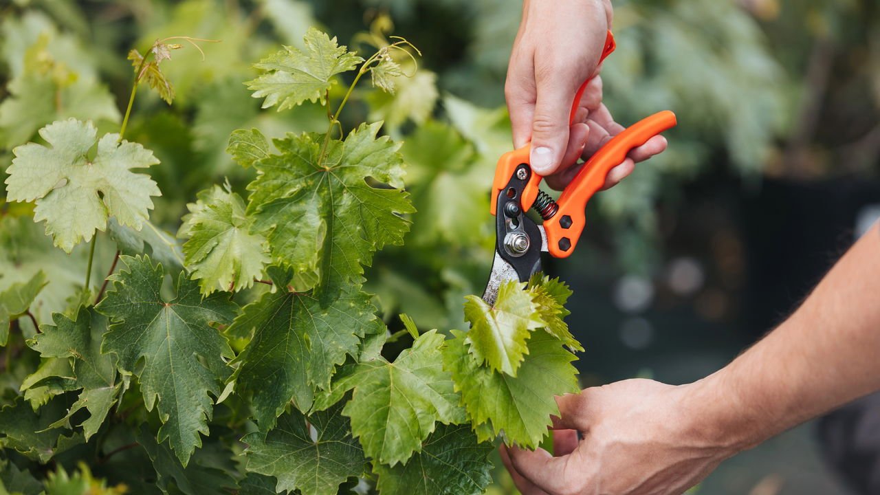 O segredo da poda que faz as plantas crescerem mais fortes e bonitas