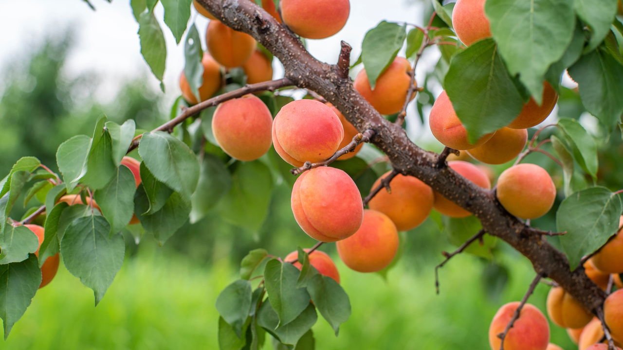 Como começar seu próprio pomar em casa e ter frutas frescas o ano todo