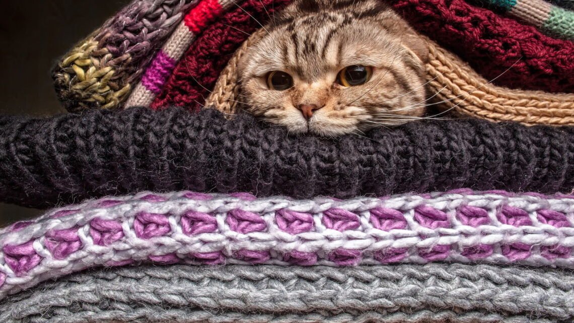 Como aquecer seu gato no inverno sem colocar a saúde dele em risco ...
