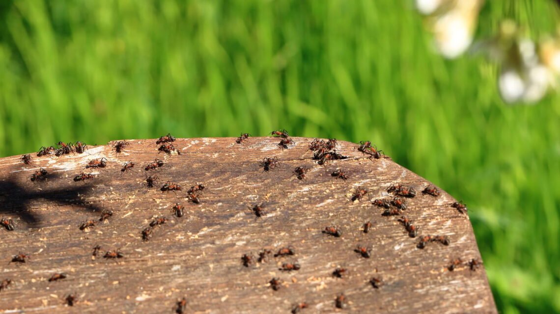 O erro comum que está atraindo milhares de formigas para dentro de casa ...