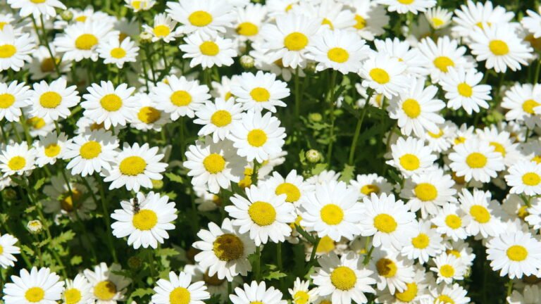O que significa quando margaridas aparecem no seu jardim e por que pode ...