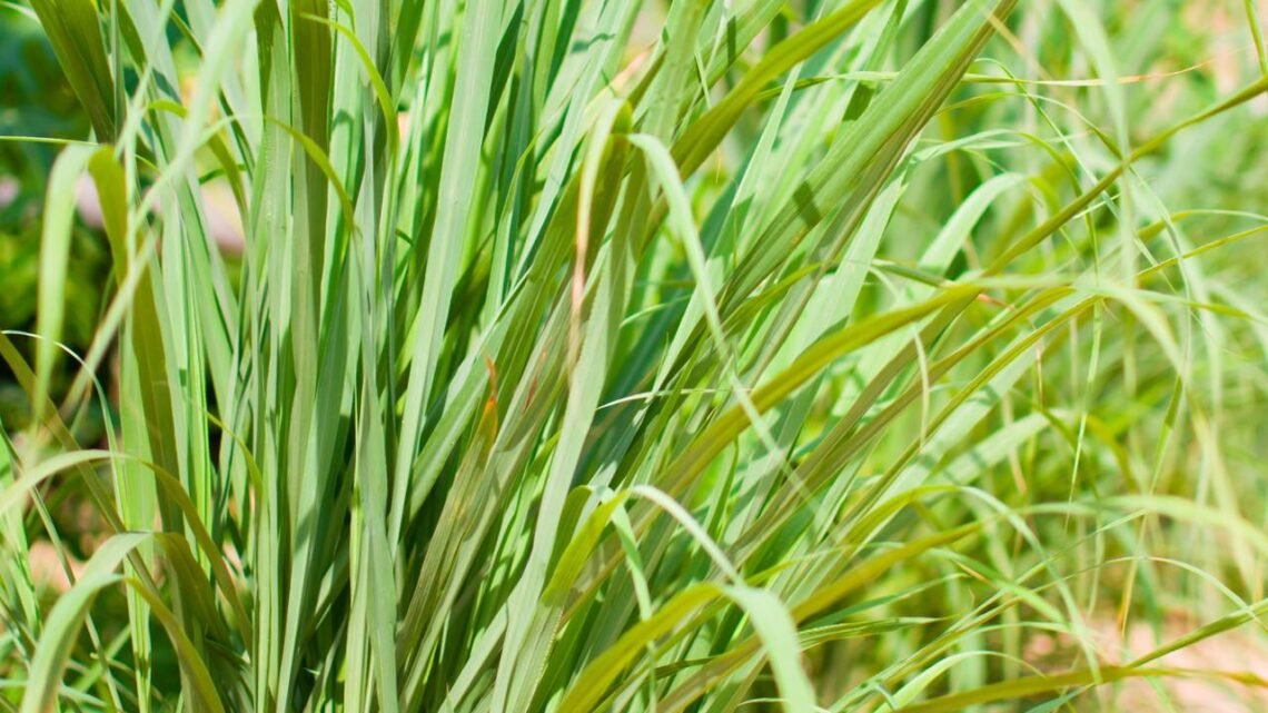 O cultivo do capim-limão pode trazer mais saúde e bem-estar para sua ...