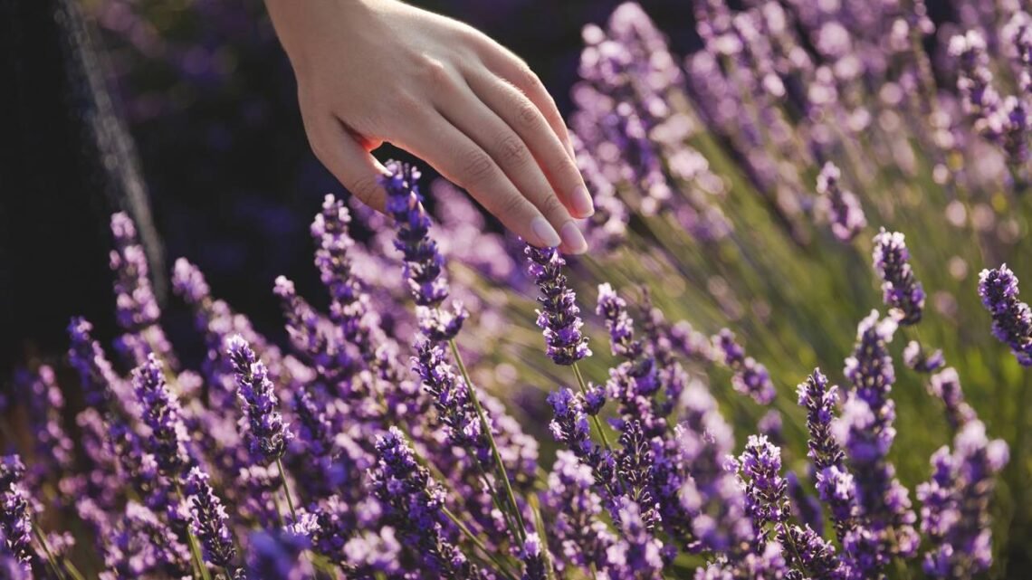 Aprenda a cultivar lavanda e encher seu jardim de perfume