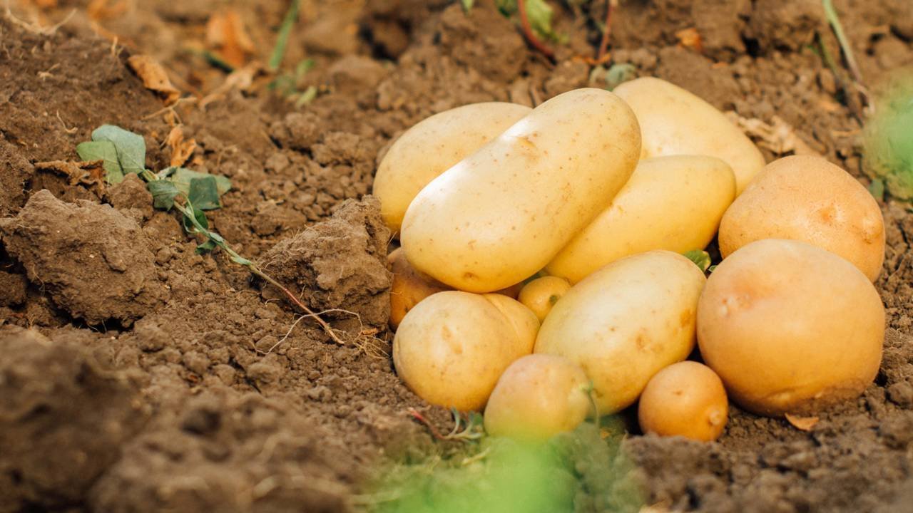 Como turbinar sua alimentação com o cultivo de raízes e tubérculos em ...