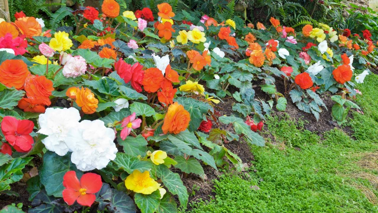 Como plantar begônias em casa e ter flores coloridas o ano todo ...