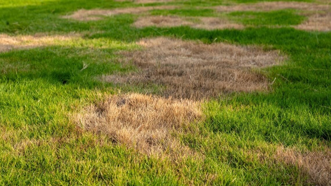 Como revitalizar um gramado queimado após calor intenso: remédio ...