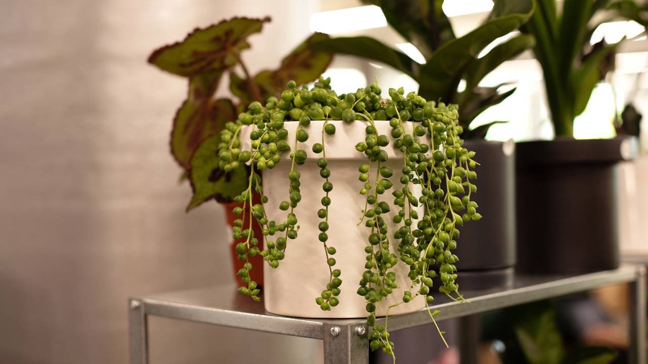 Essa planta é tendência absoluta para quem busca natureza e praticidade ...