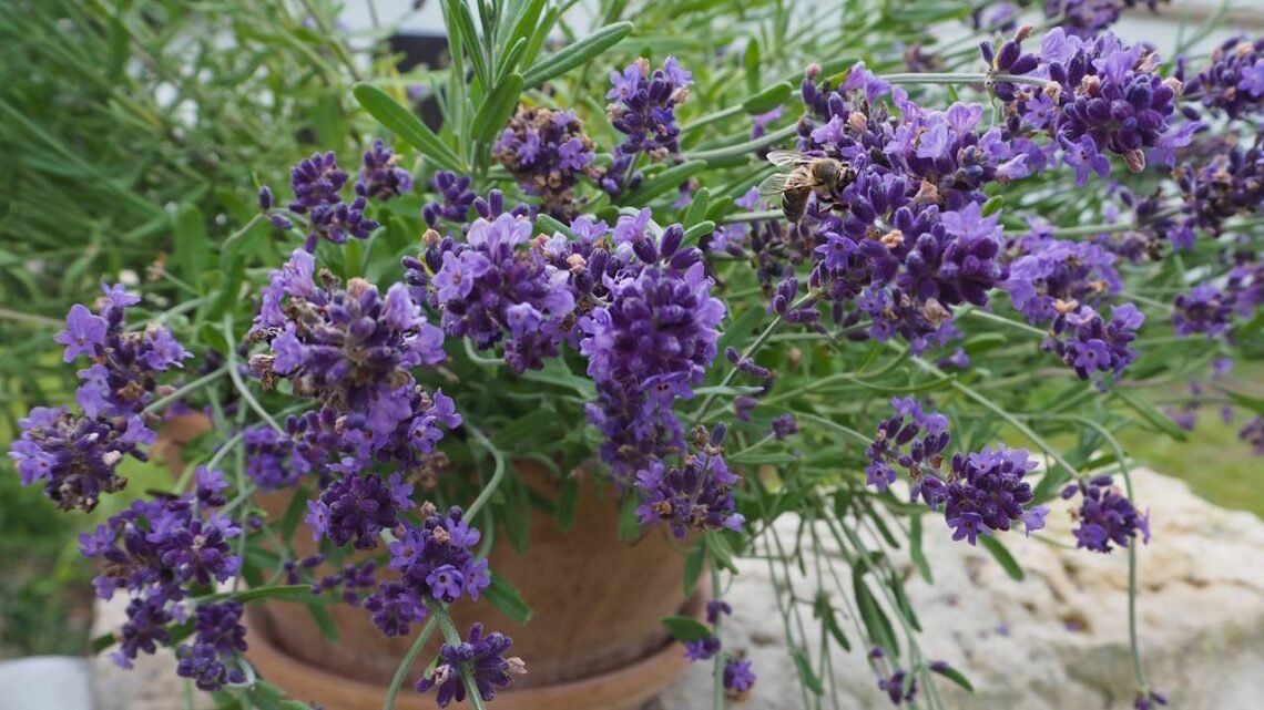 O cuidado de junho que faz a lavanda florescer mais e perfumar o jardim ...