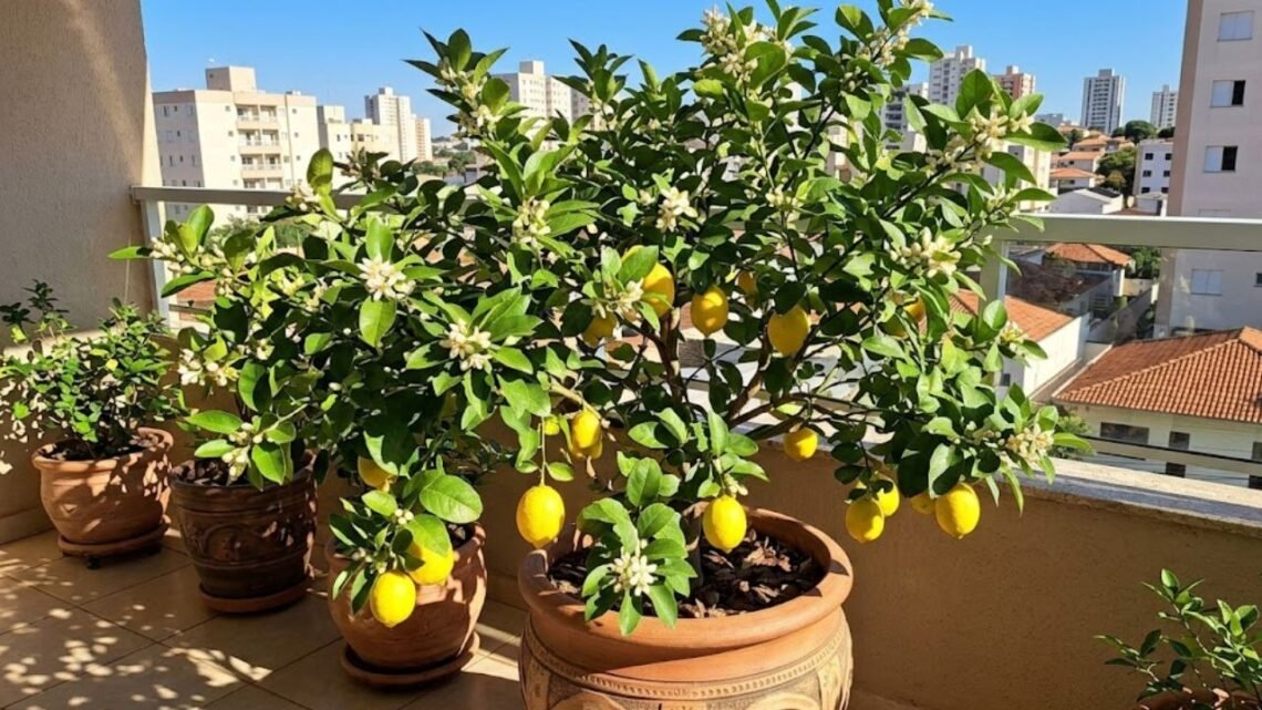 Perfeita para casas pequenas: a árvore dá frutos o ano todo, é fácil de ...